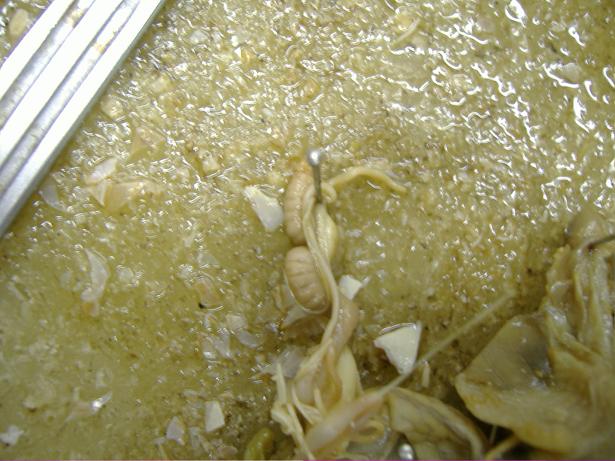 Z hodin zoologie :: BATY A JEJÍ ACHATINY